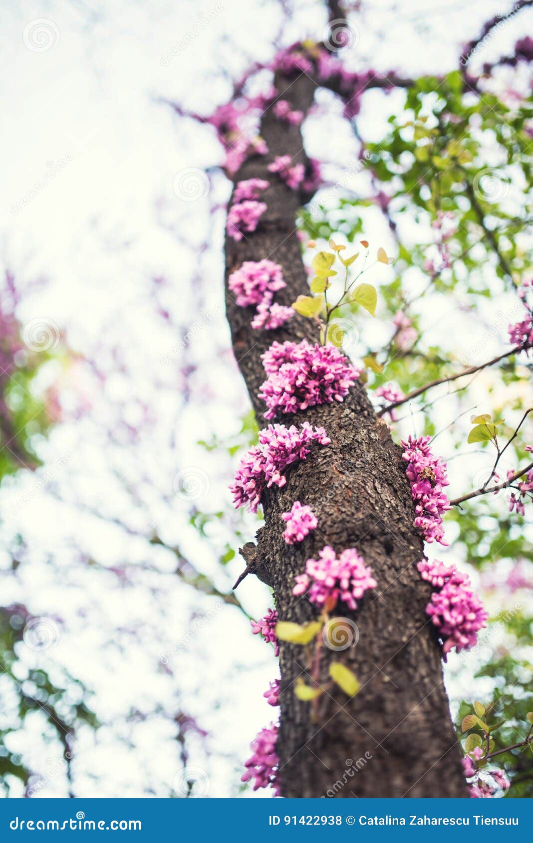 Cercis Tree Trunk in Full Blossom Stock Photo - Image of beautiful ...