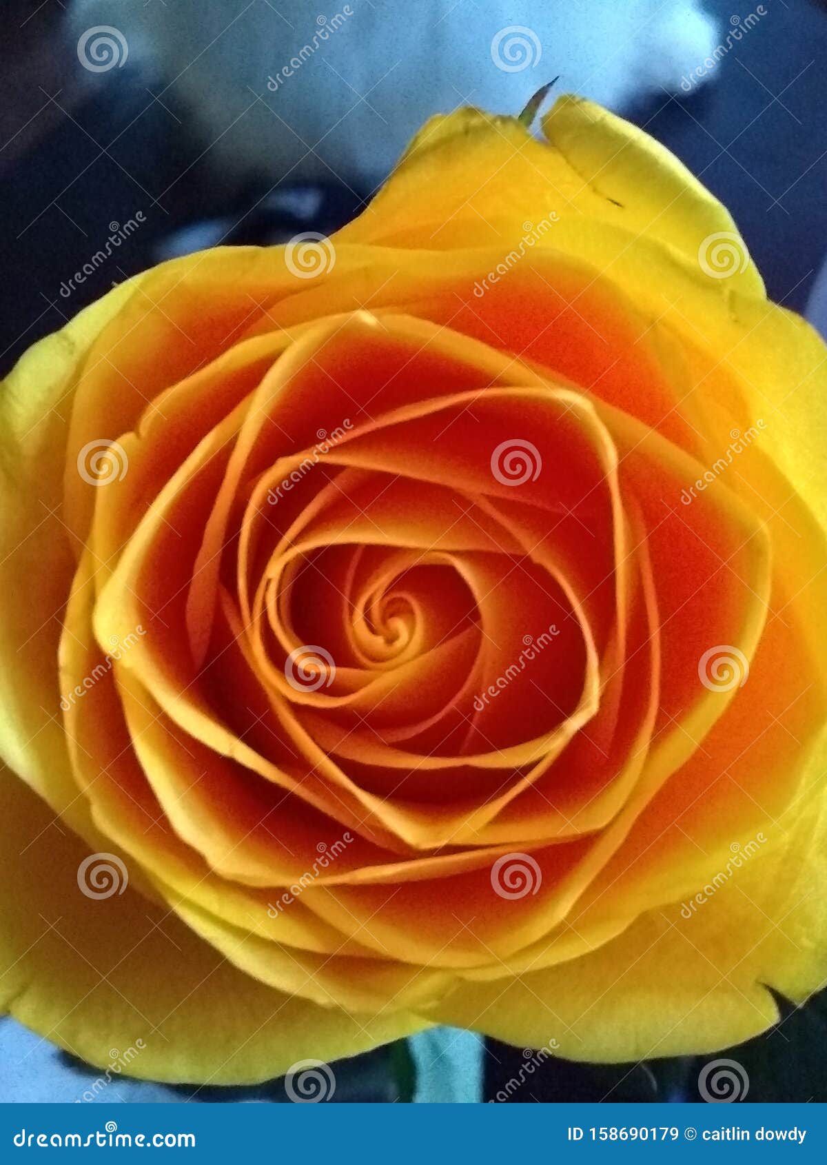 Cercle de fleurs image stock. Image du fleur, pouvoir - 158690179