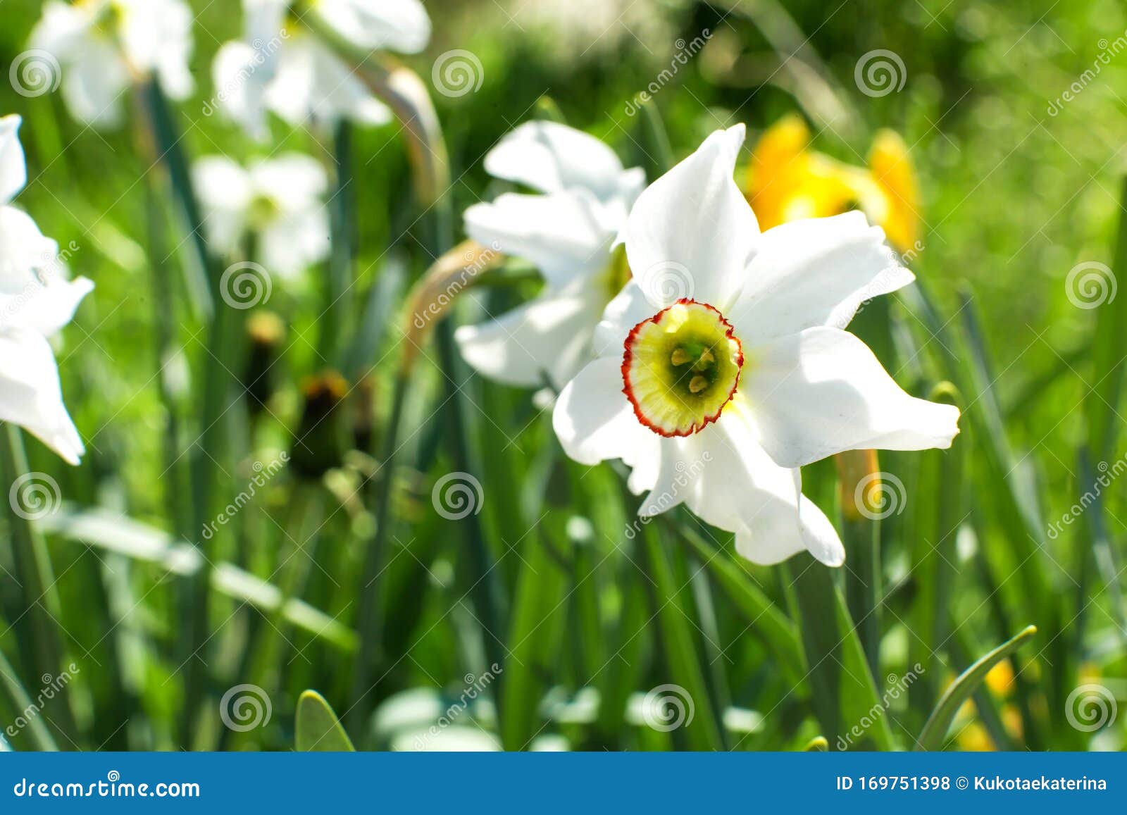 Cerco De La Flor Del Narciso Blanco Foto de archivo - Imagen de ...
