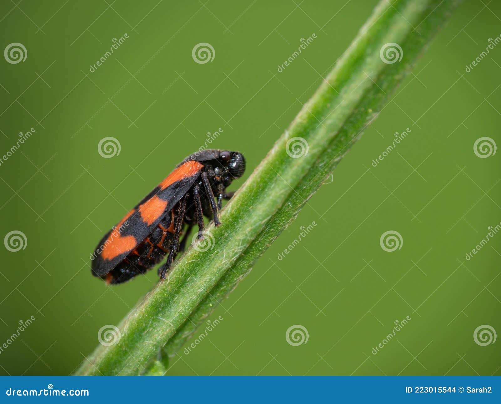 Cercopis Vulnerata, Red and Black Insect, on Stalk. Stock Photo - Image ...