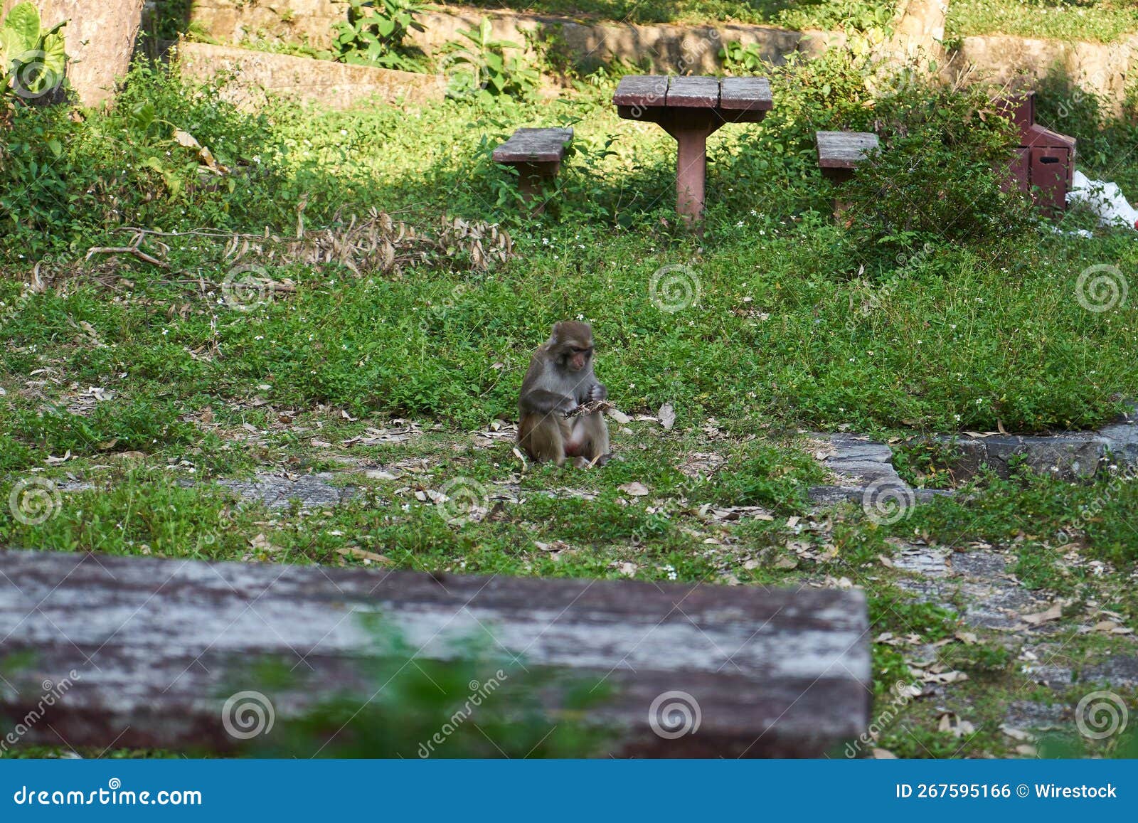 Cercopithecidae, Macaco Velho Do Mundo Sentado E Brincando No Prado No ...