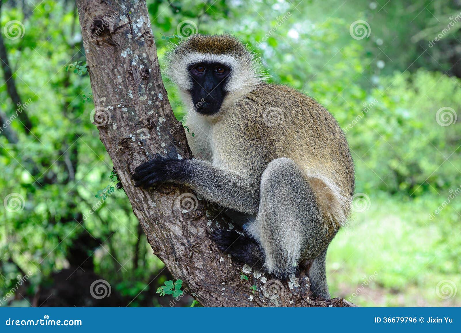Cercopithecus Aethiops stock photo. Image of safari, kenya - 36679796