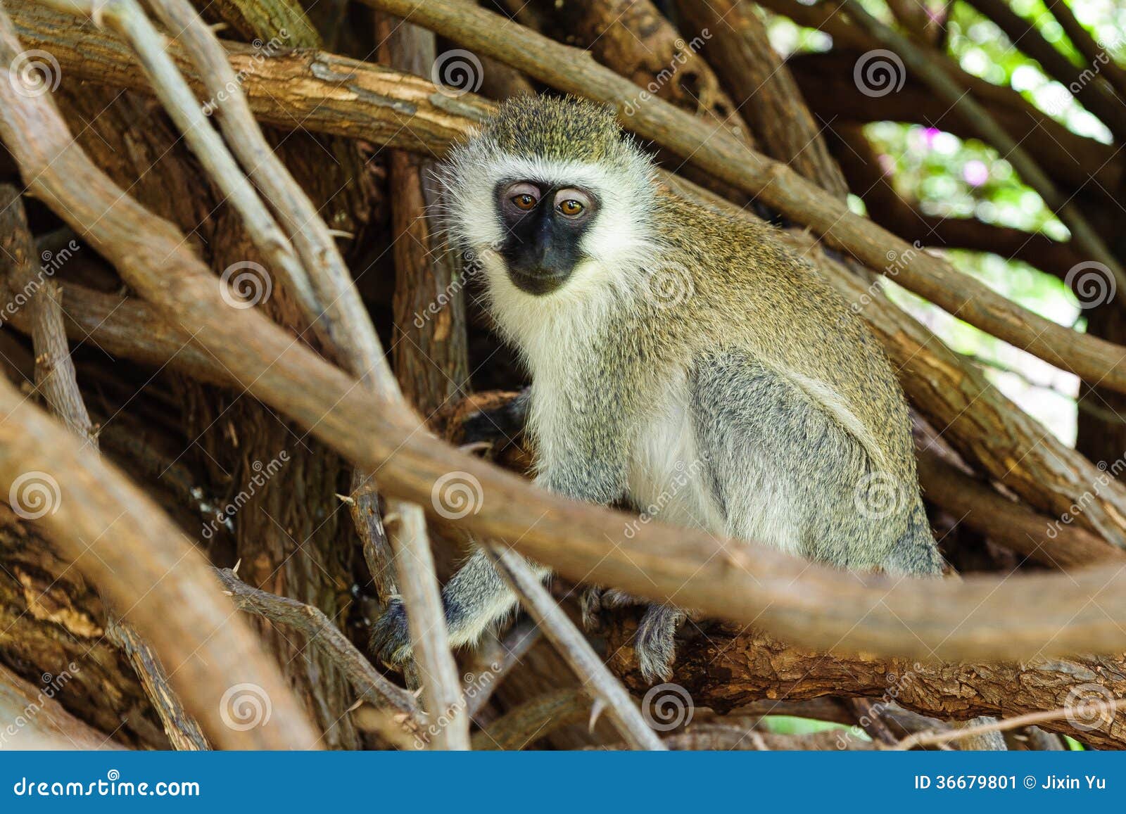 Cercopithecus Aethiops stock image. Image of looking - 36679801