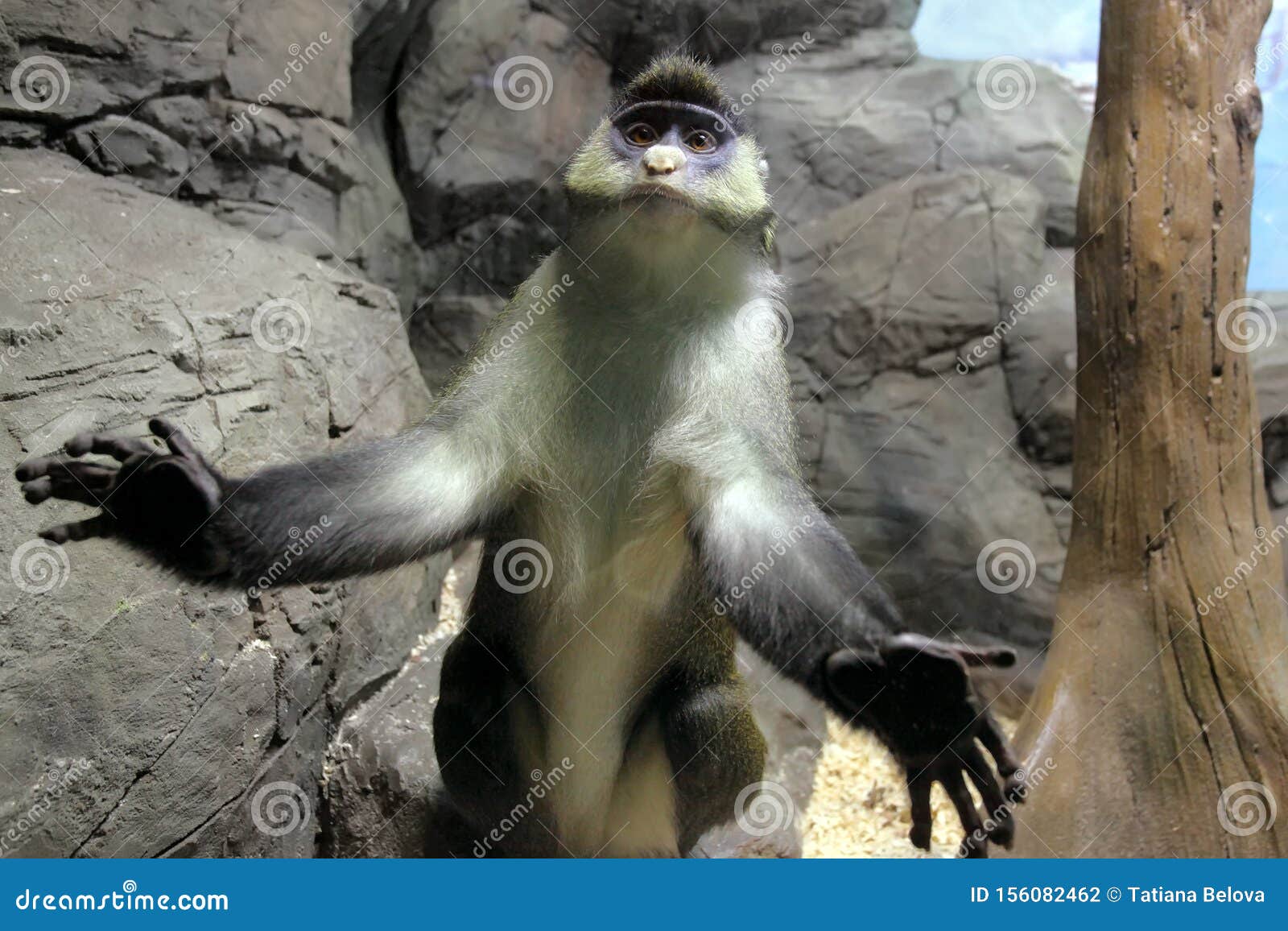 Cercopithecus Ascanius or Red Tailed Guenon Monkey Stock Photo - Image ...