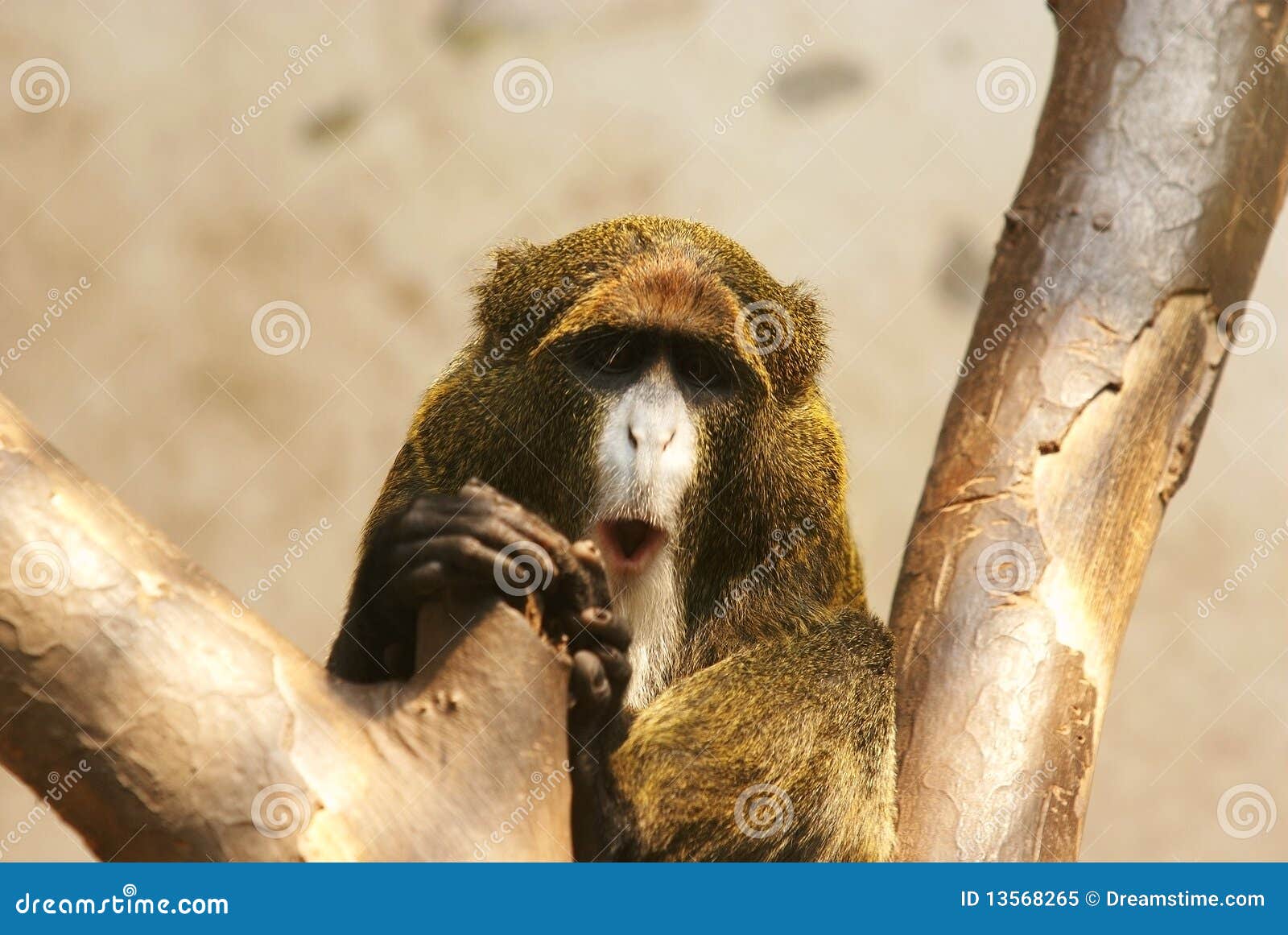 Cercopithecus neglectus stock image. Image of brazza - 13568265