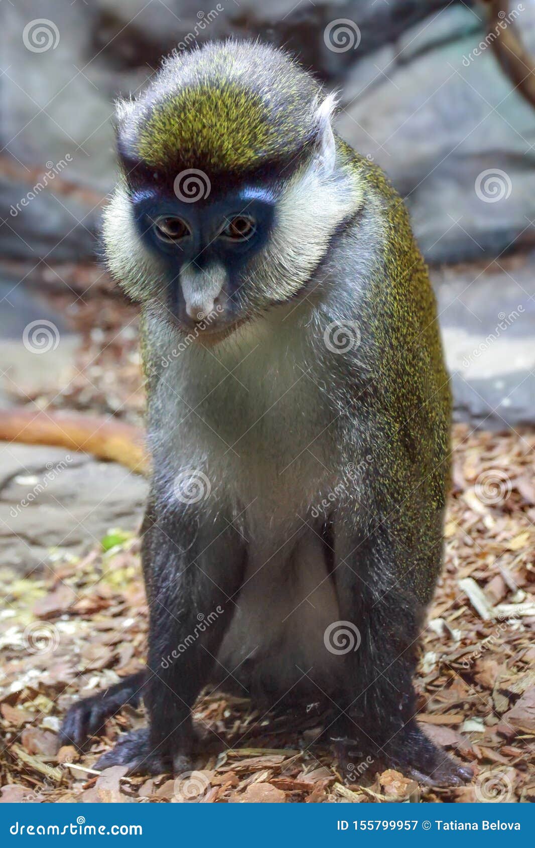 Cercopithecus Ascanius Monkey Stock Image - Image of dense, muzzle ...