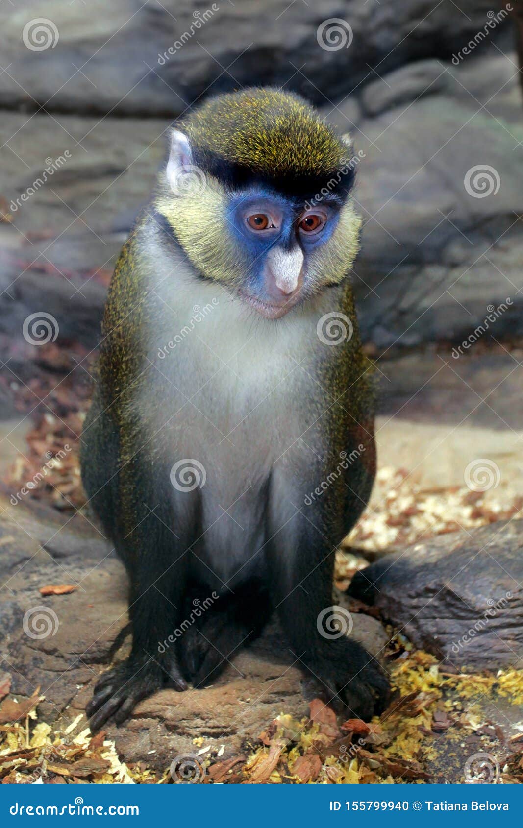 Cercopithecus Ascanius. Sad Monkey Stock Photo - Image of ...