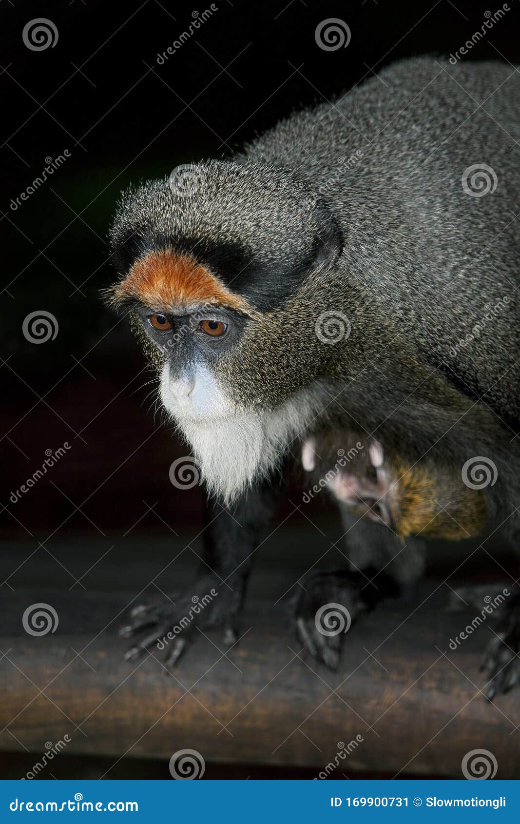 CERCOPITHEQUE DE BRAZZA Cercopithecus Neglectus Stock Image - Image of ...