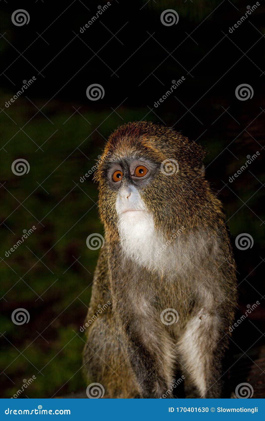 CERCOPITHEQUE DE BRAZZA Cercopithecus Neglectus Stock Photo - Image of ...