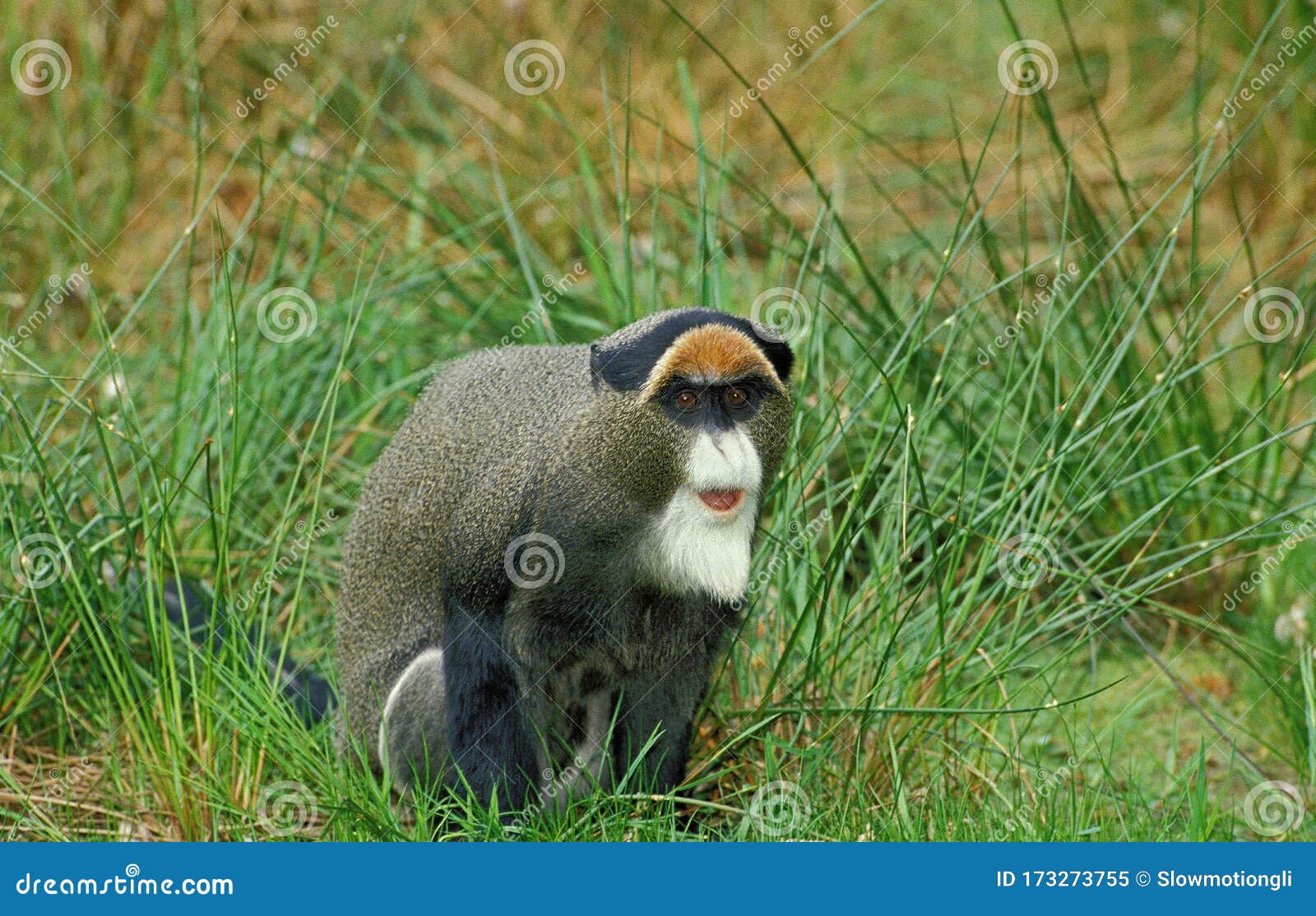 CERCOPITHEQUE DE BRAZZA Cercopithecus Neglectus Stock Image - Image of ...
