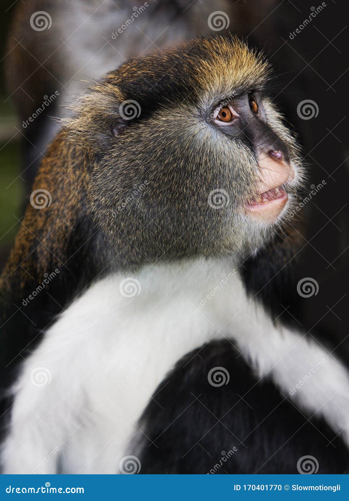 CERCOPITHEQUE DE CAMPBELL Cercopithecus Campbelli Foto de Stock ...