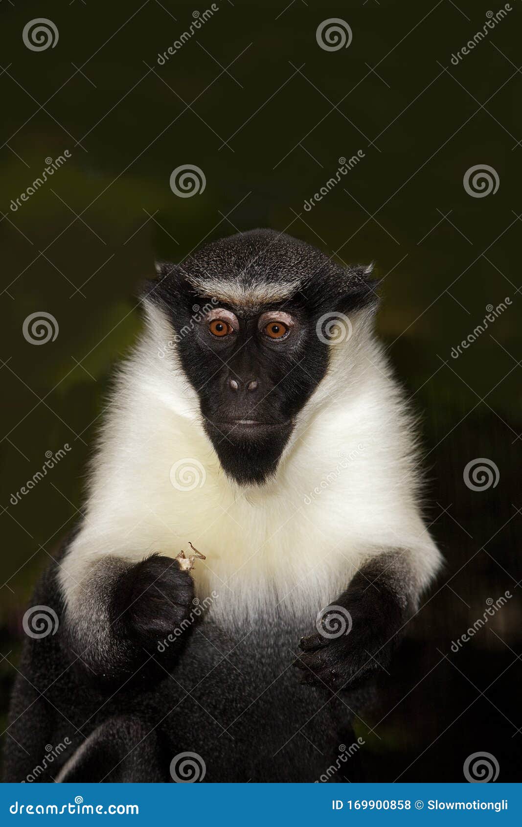 CERCOPITHEQUE DIANE Cercopithecus Diana Stock Photo - Image of outdoor ...
