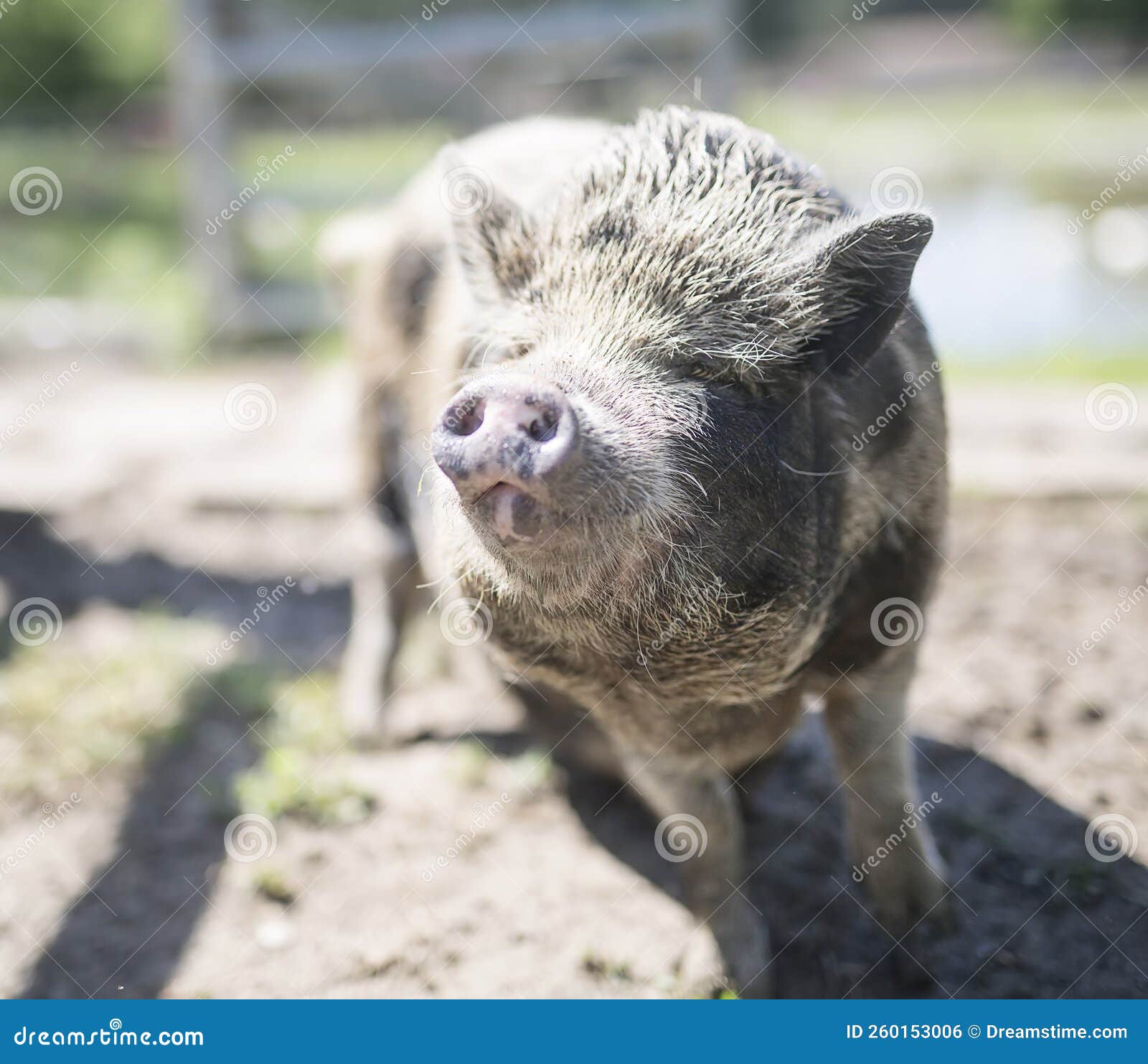 Cerda de cerda foto de archivo. Imagen de cerdo, granja - 260153006