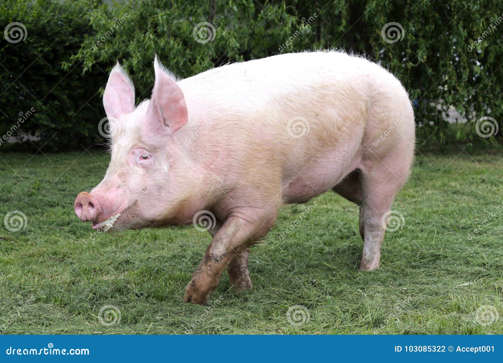 Cerda Del Cerdo Que Camina Solamente En El Prado Foto de archivo ...