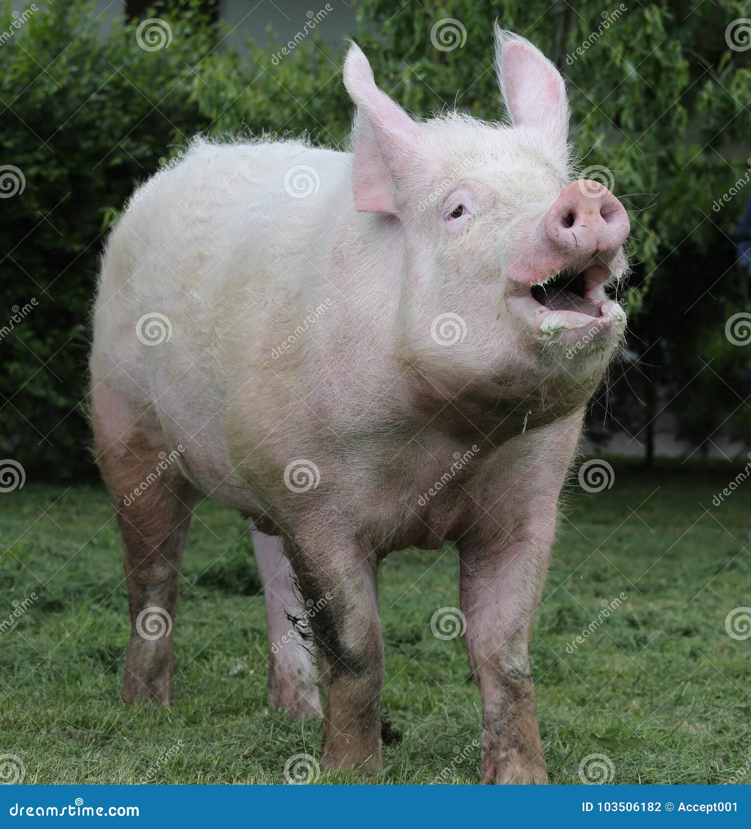 Cerda Poderosa Del Cerdo Abierta Su Boca Foto de archivo - Imagen de ...