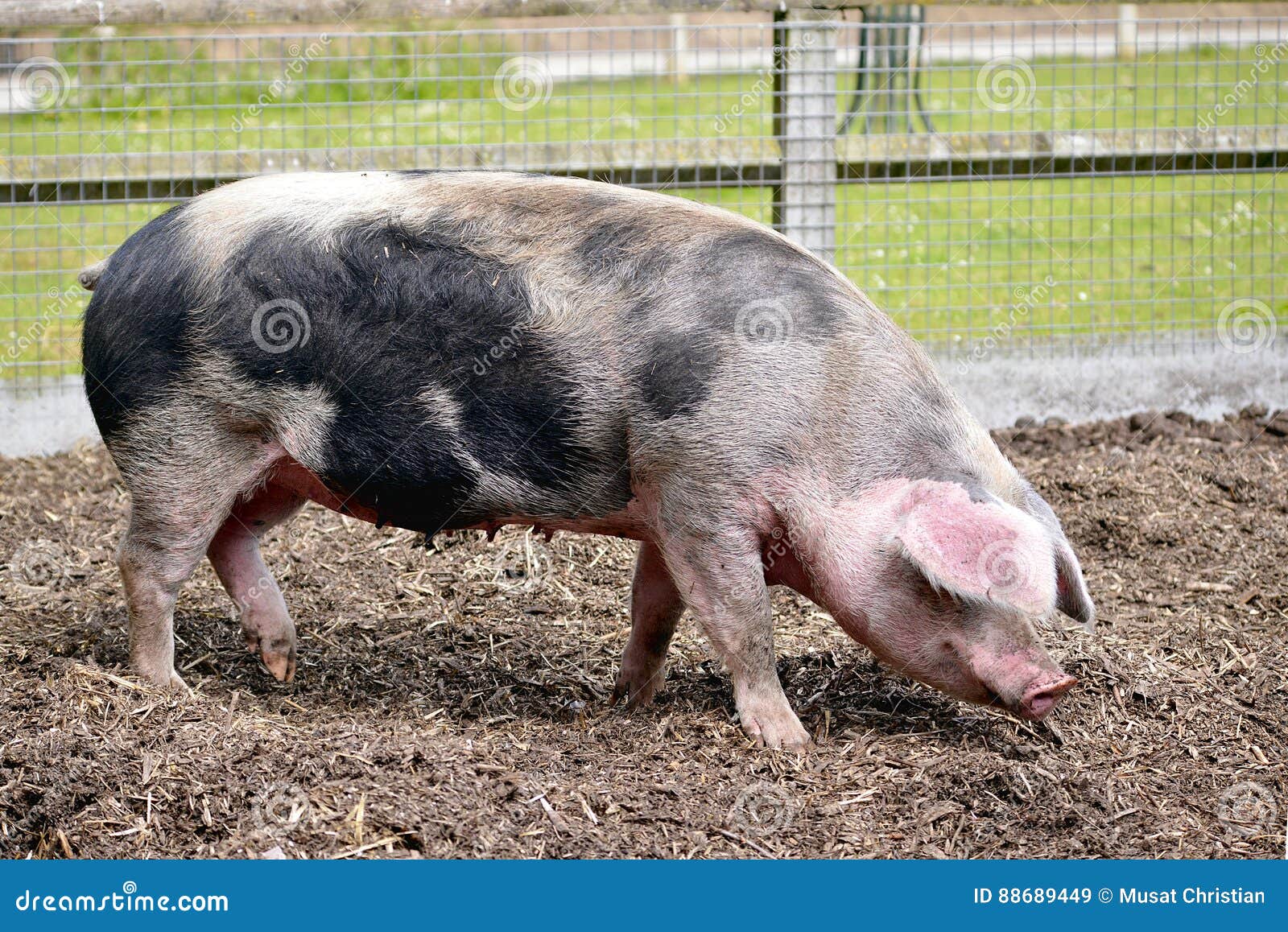 Cerda rosada y negra imagen de archivo. Imagen de detalle - 88689449