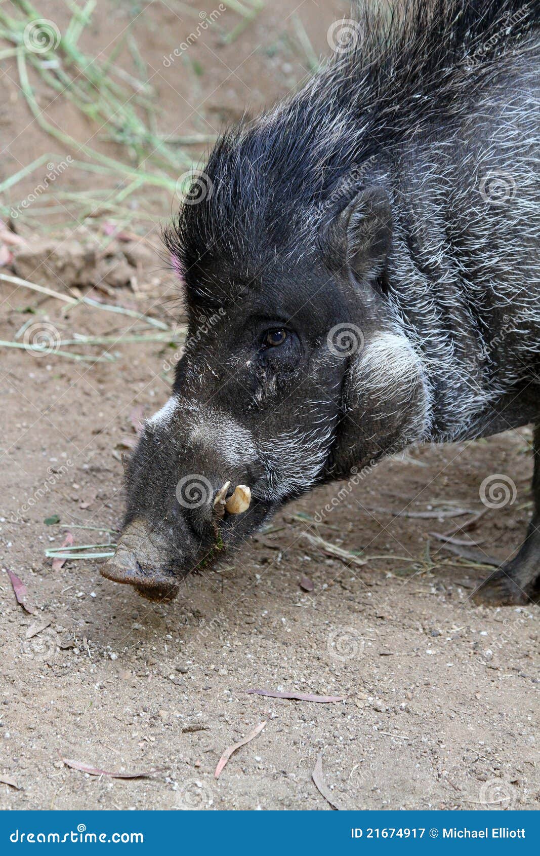 Cerdo imagen de archivo. Imagen de gris, fauna, filipino - 21674917