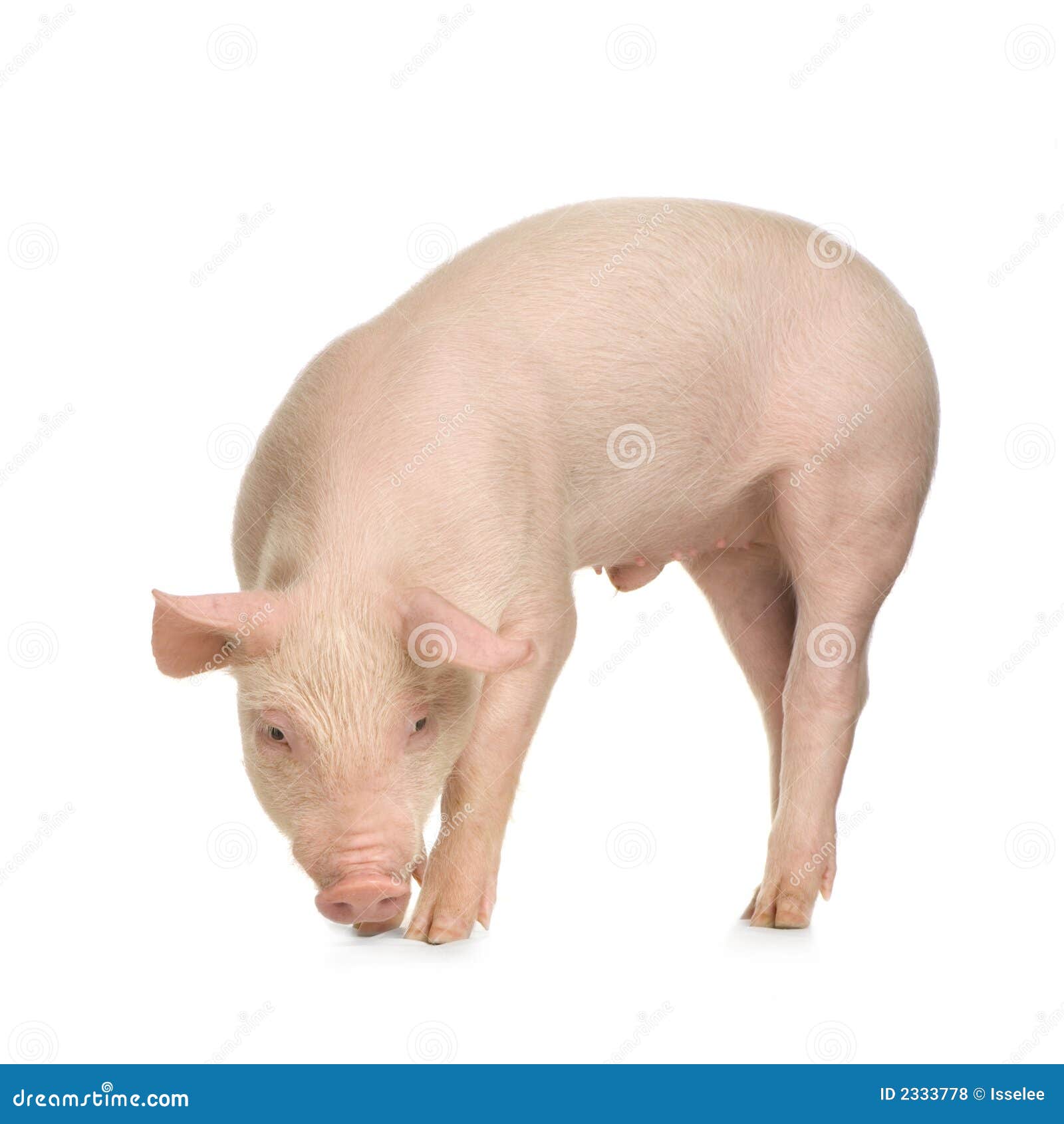 Cerdo foto de archivo. Imagen de paja, doméstico, cochinillo - 2333778