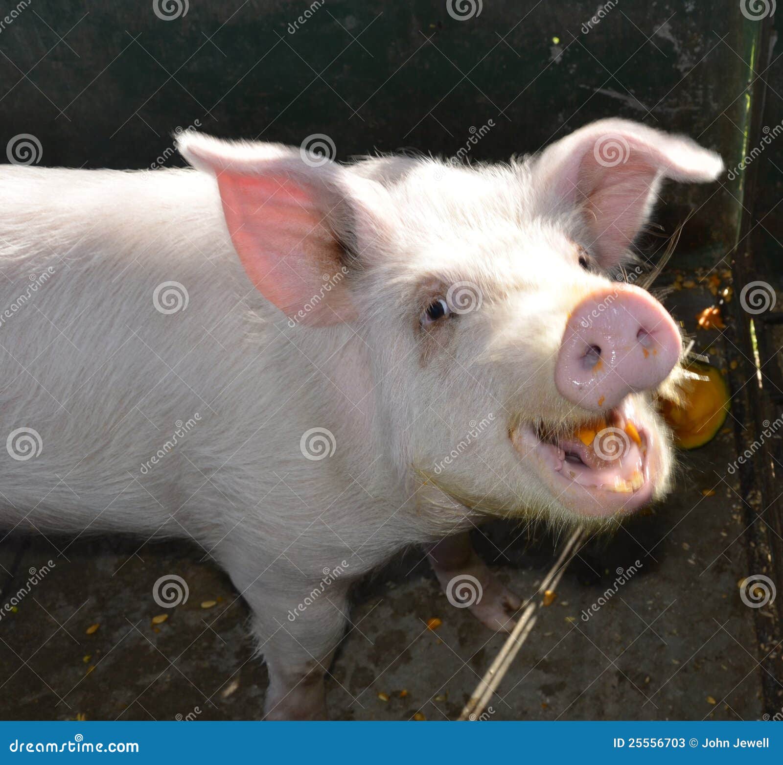 Cerdo. imagen de archivo. Imagen de cerdo, contenido - 25556703