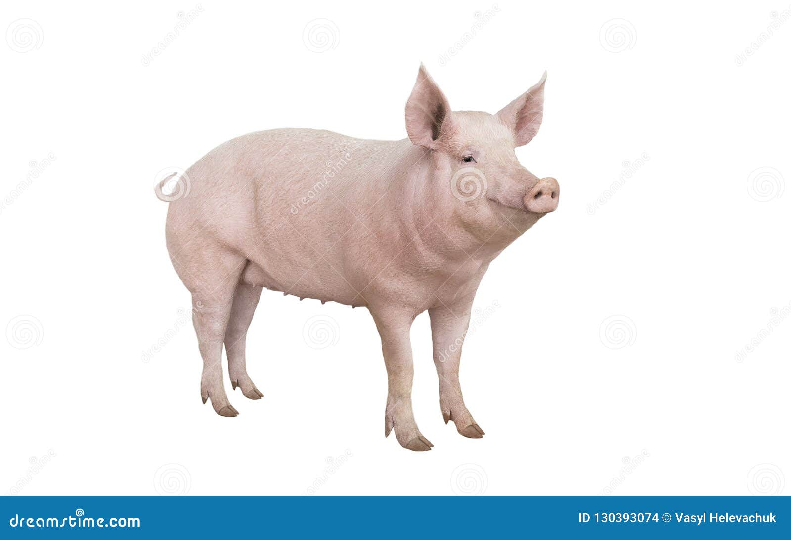 Cerdo aislado en blanco foto de archivo. Imagen de color - 130393074