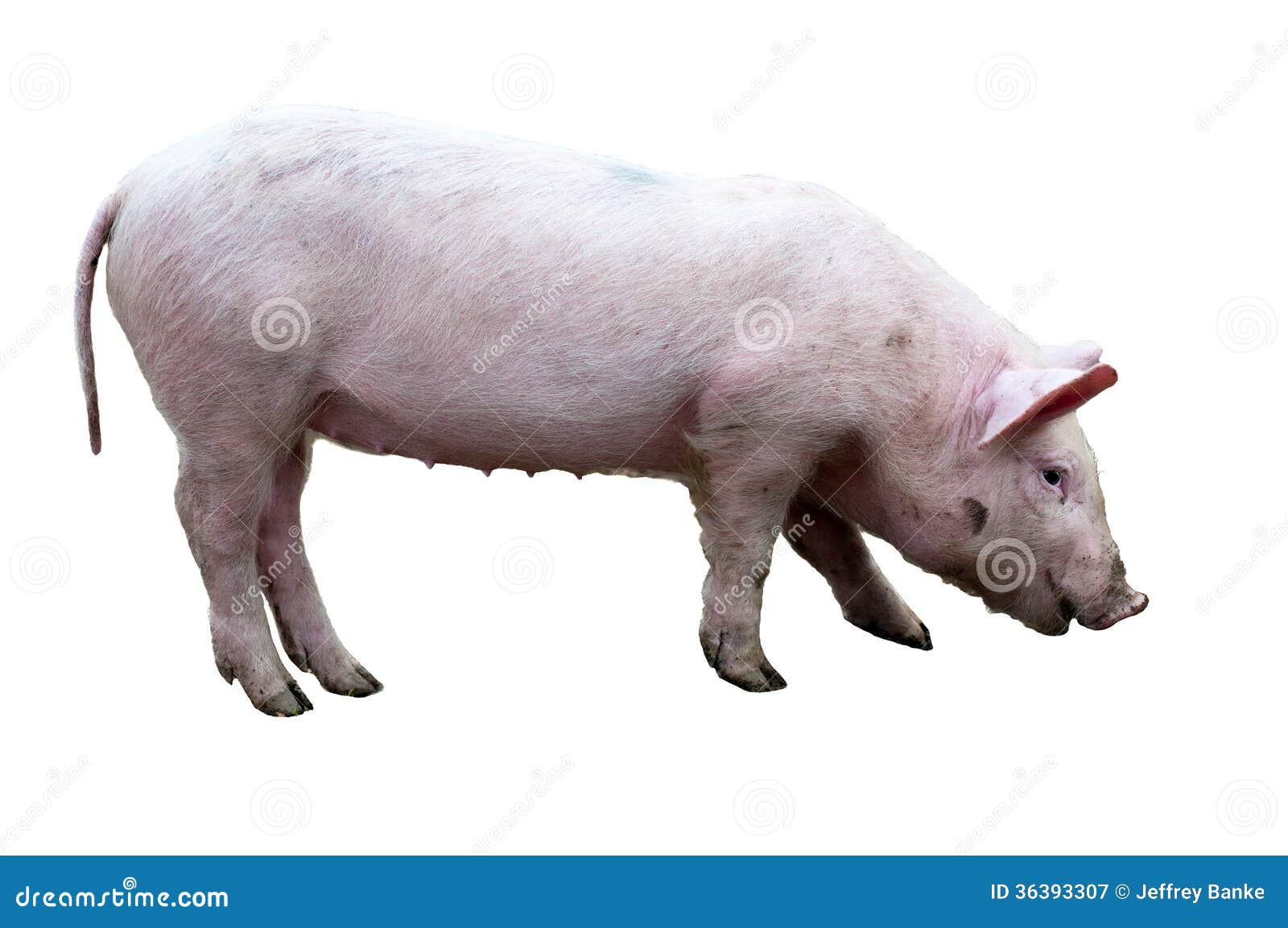 Cerdo blanco imagen de archivo. Imagen de tocino, domesticado - 36393307