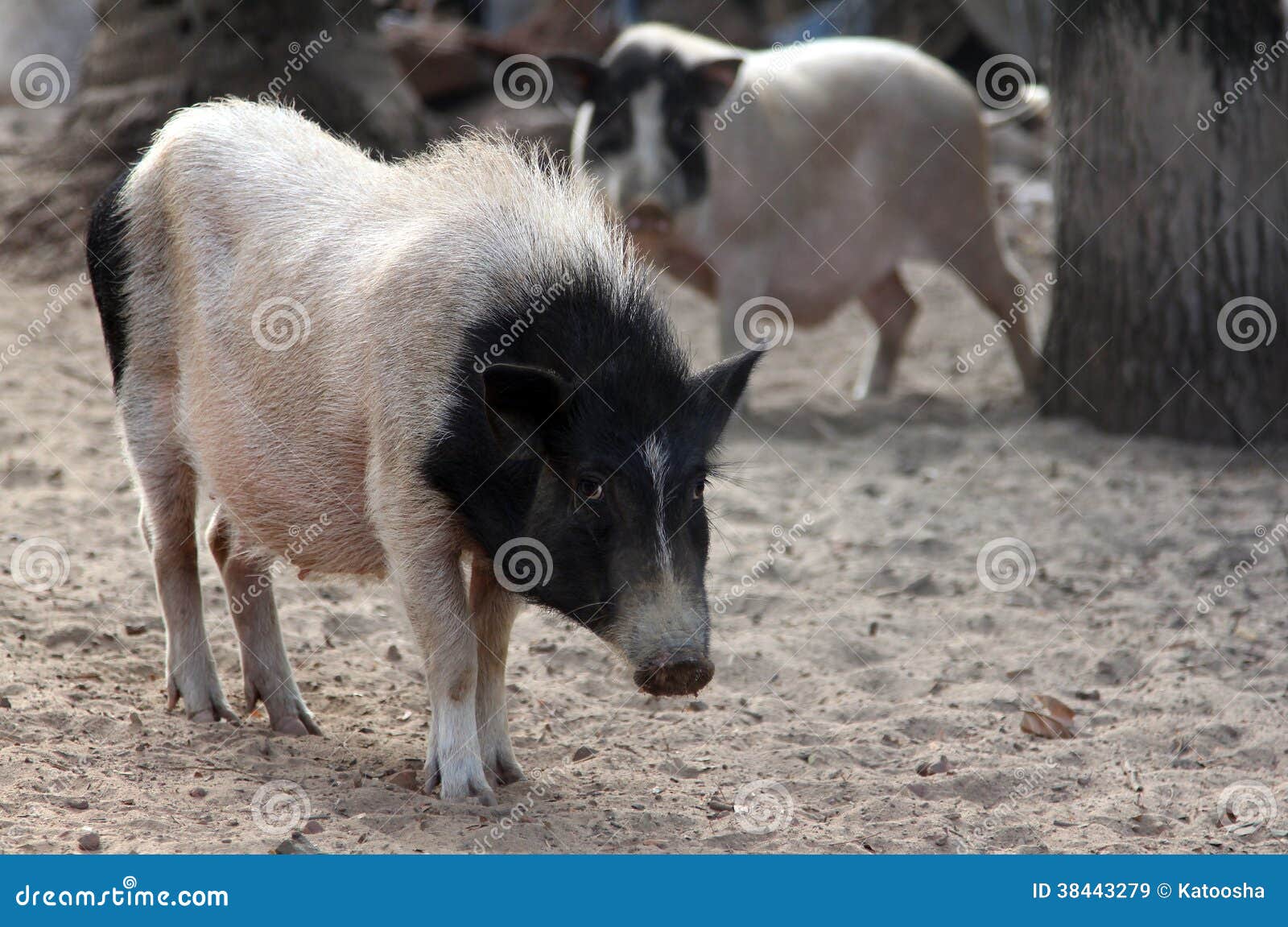 Cerdo blanco y negro imagen de archivo. Imagen de agricultura - 38443279