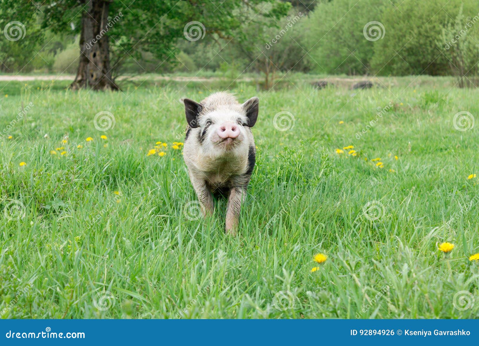 Cerdo bonito en la hierba foto de archivo. Imagen de feliz - 92894926
