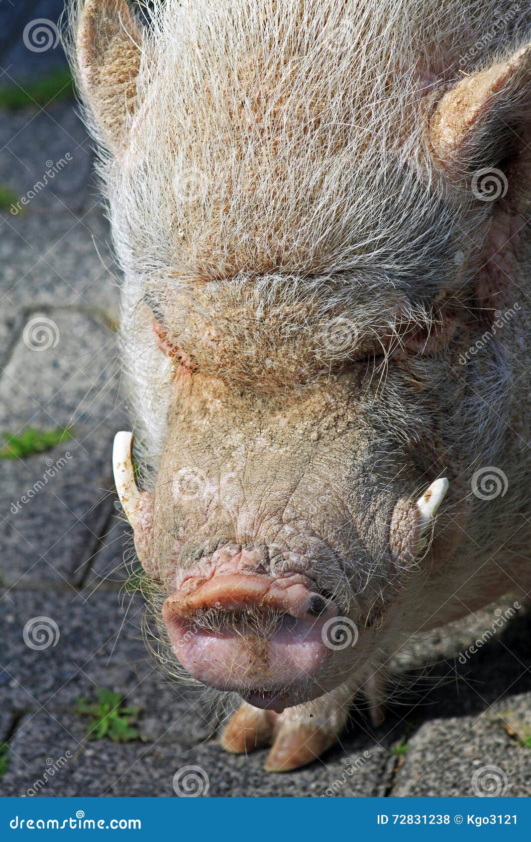 Cerdo con los colmillos foto de archivo. Imagen de coma - 72831238