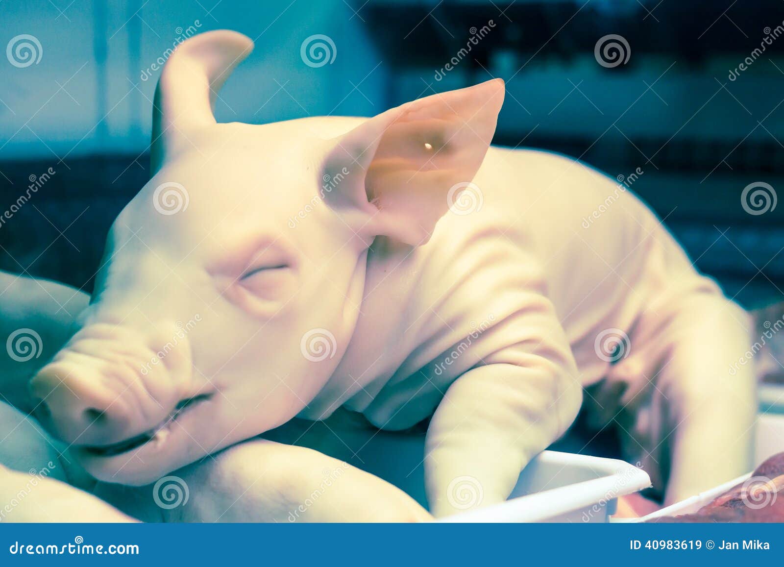 Cerdo crudo entero imagen de archivo. Imagen de comer - 40983619