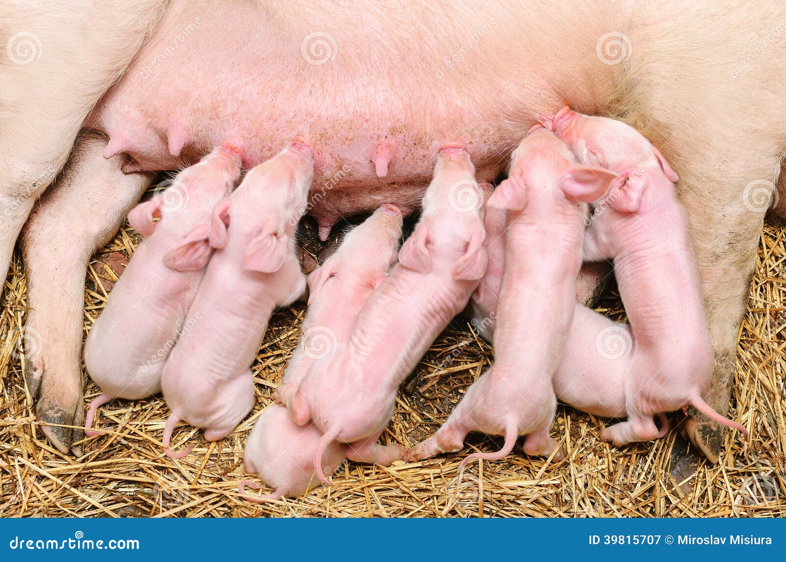 Cerdo De La Mamá Foto de archivo - Imagen: 39815707