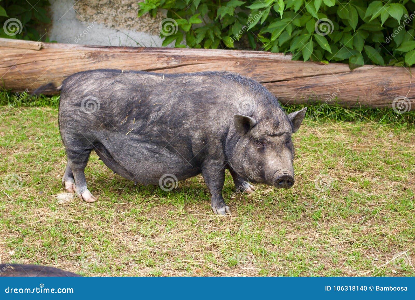 Cerdo de Mini Potbellied foto de archivo. Imagen de negro - 106318140