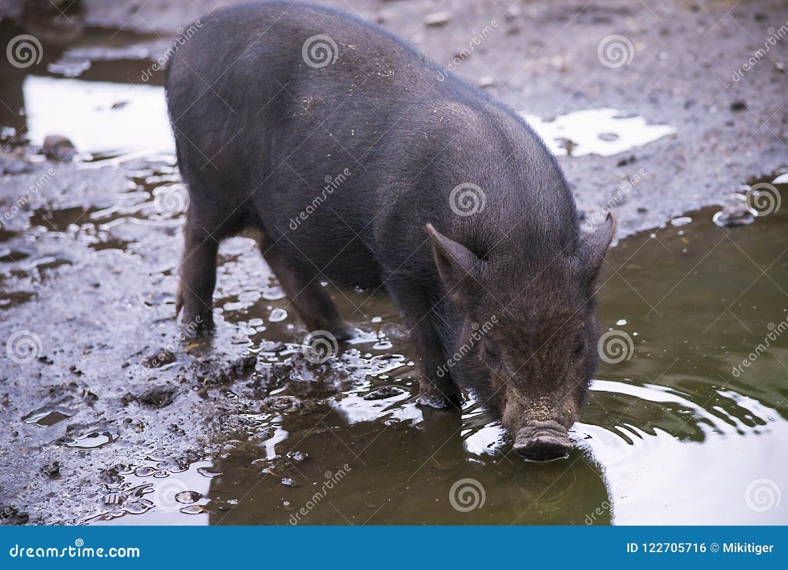 Cerdo Divertido En El Fango Foto de archivo - Imagen de animal, verano ...