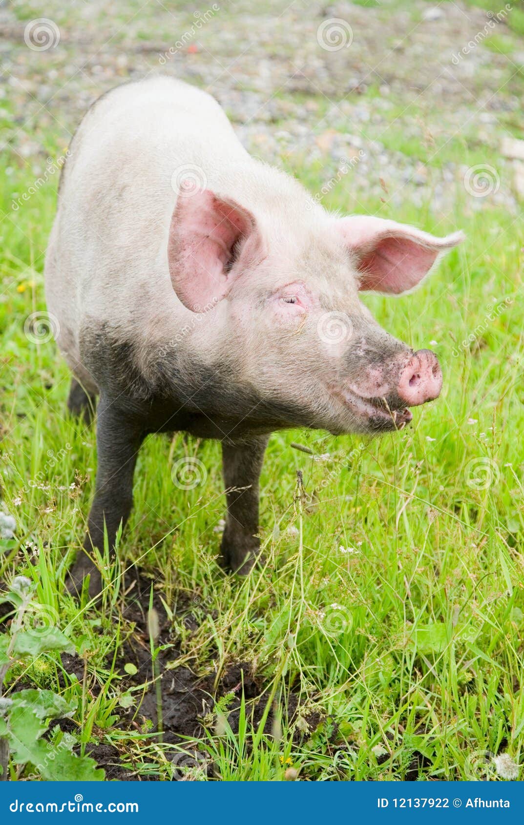 Cerdo doméstico foto de archivo. Imagen de fango, pasto - 12137922