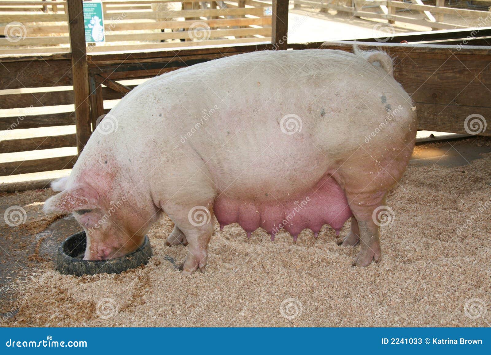 Cerdo embarazado imagen de archivo. Imagen de verraco - 2241033