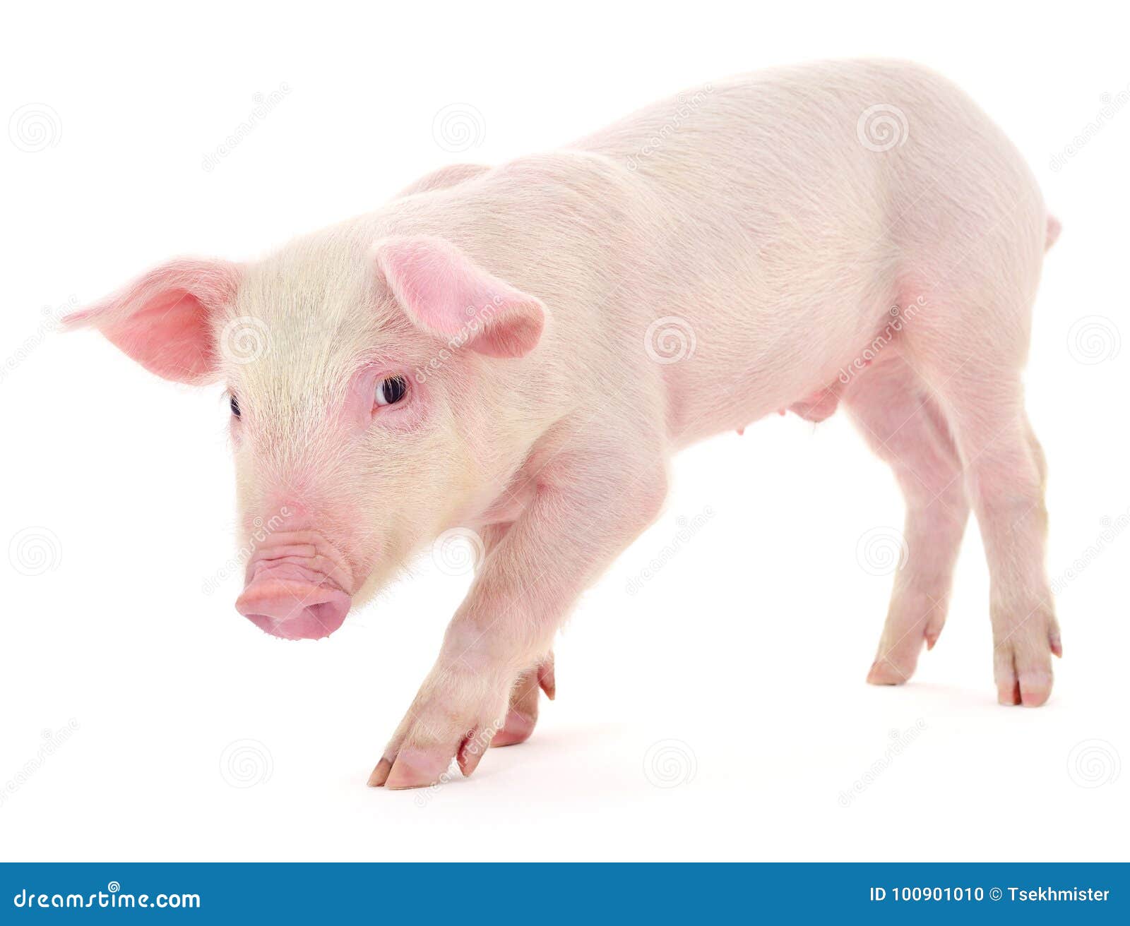 Cerdo en blanco foto de archivo. Imagen de ganado, estudio - 100901010