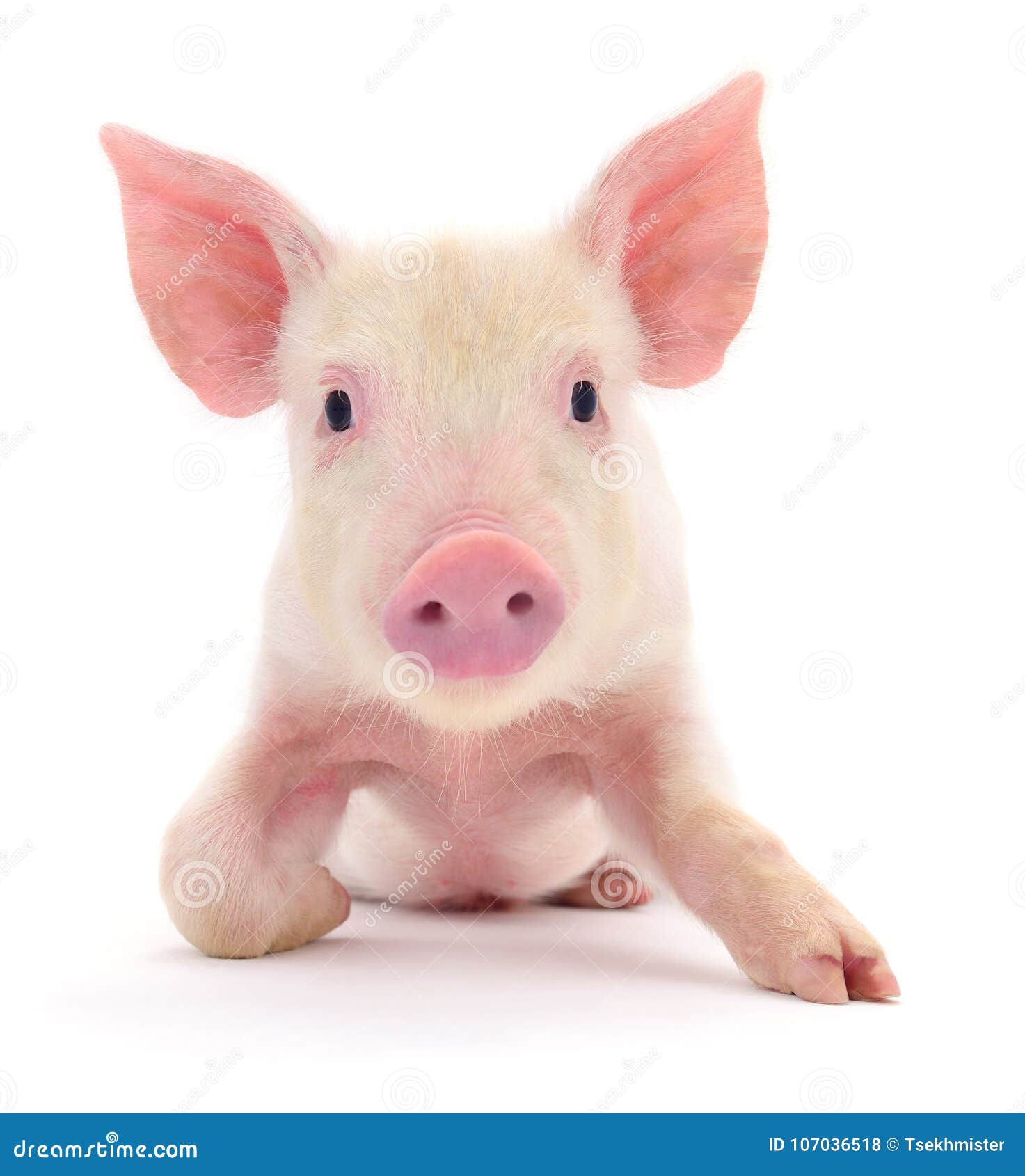 Cerdo en blanco foto de archivo. Imagen de agricultura - 107036518