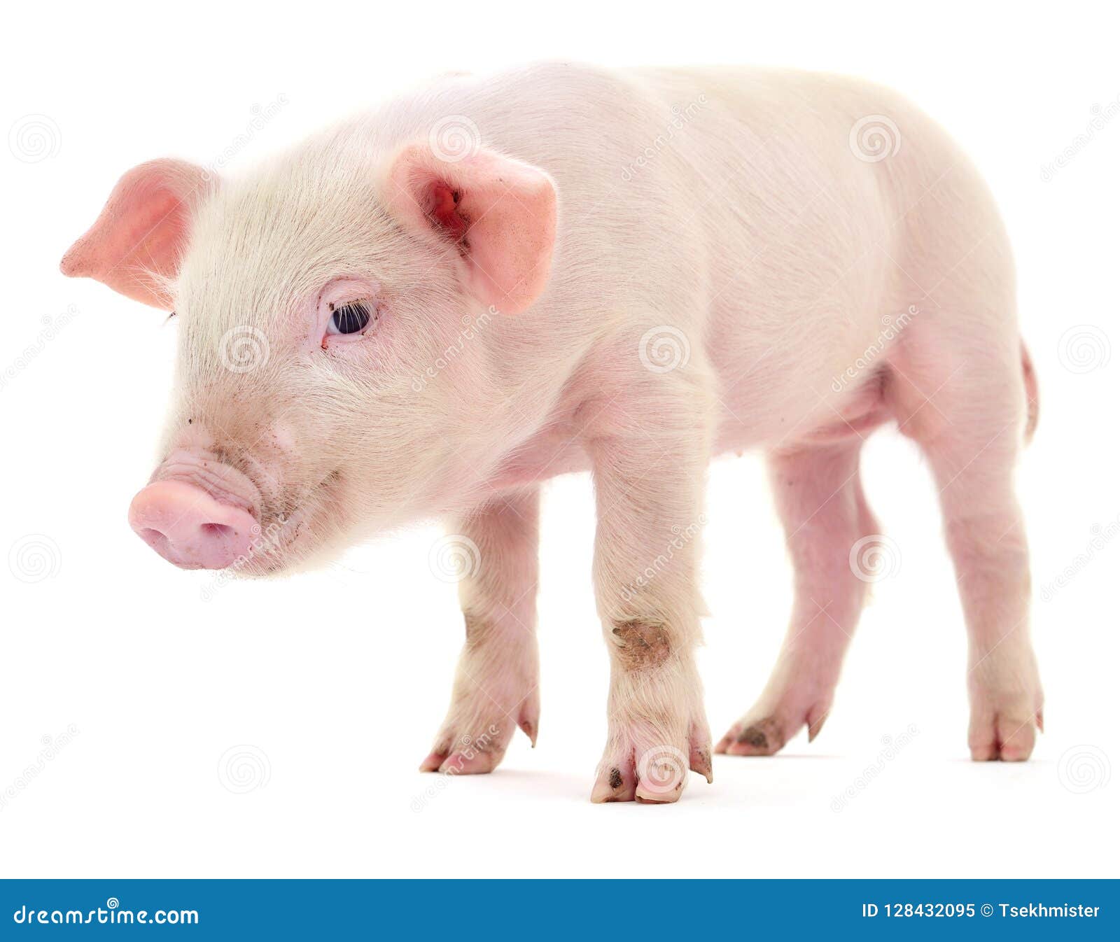 Cerdo en blanco imagen de archivo. Imagen de doméstico - 128432095