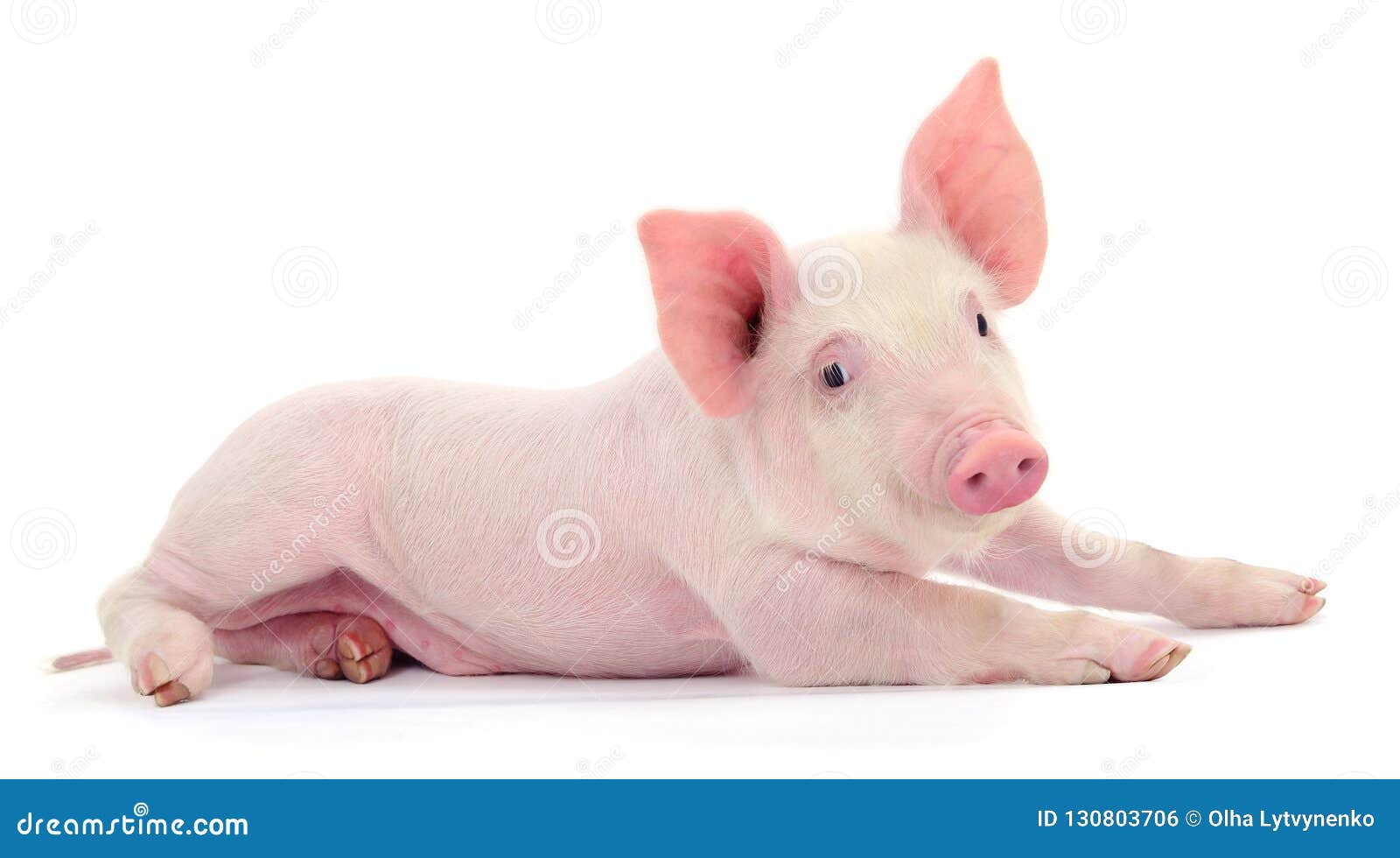 Cerdo en blanco foto de archivo. Imagen de cerdo, imagen - 130803706