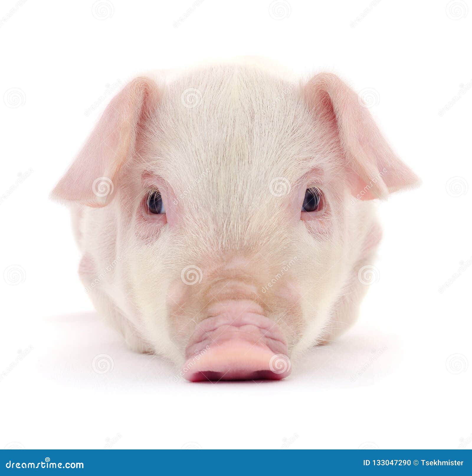 Cerdo en blanco foto de archivo. Imagen de agricultura - 133047290