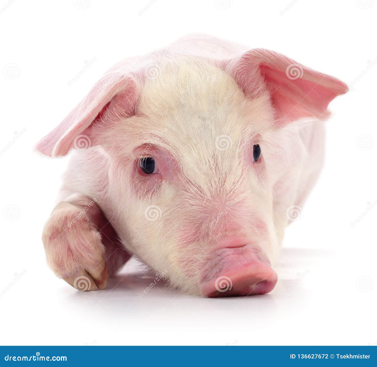 Cerdo en blanco foto de archivo. Imagen de animales - 136627672