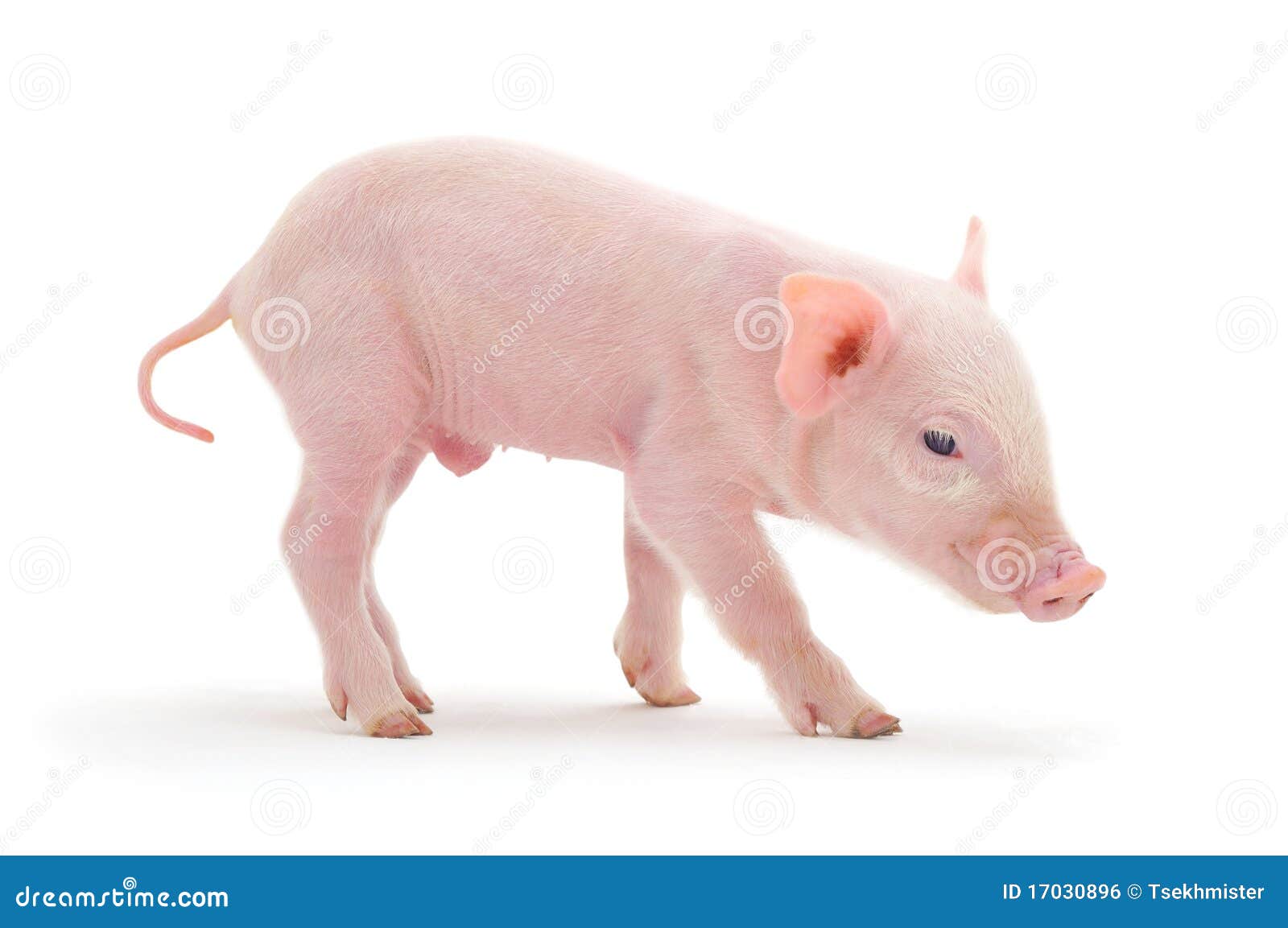 Cerdo en blanco foto de archivo. Imagen de cochinillo - 17030896