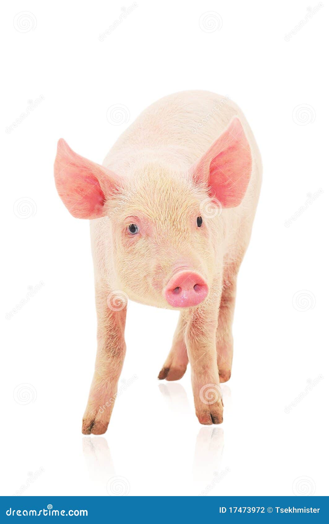 Cerdo en blanco foto de archivo. Imagen de color, cerdo - 17473972
