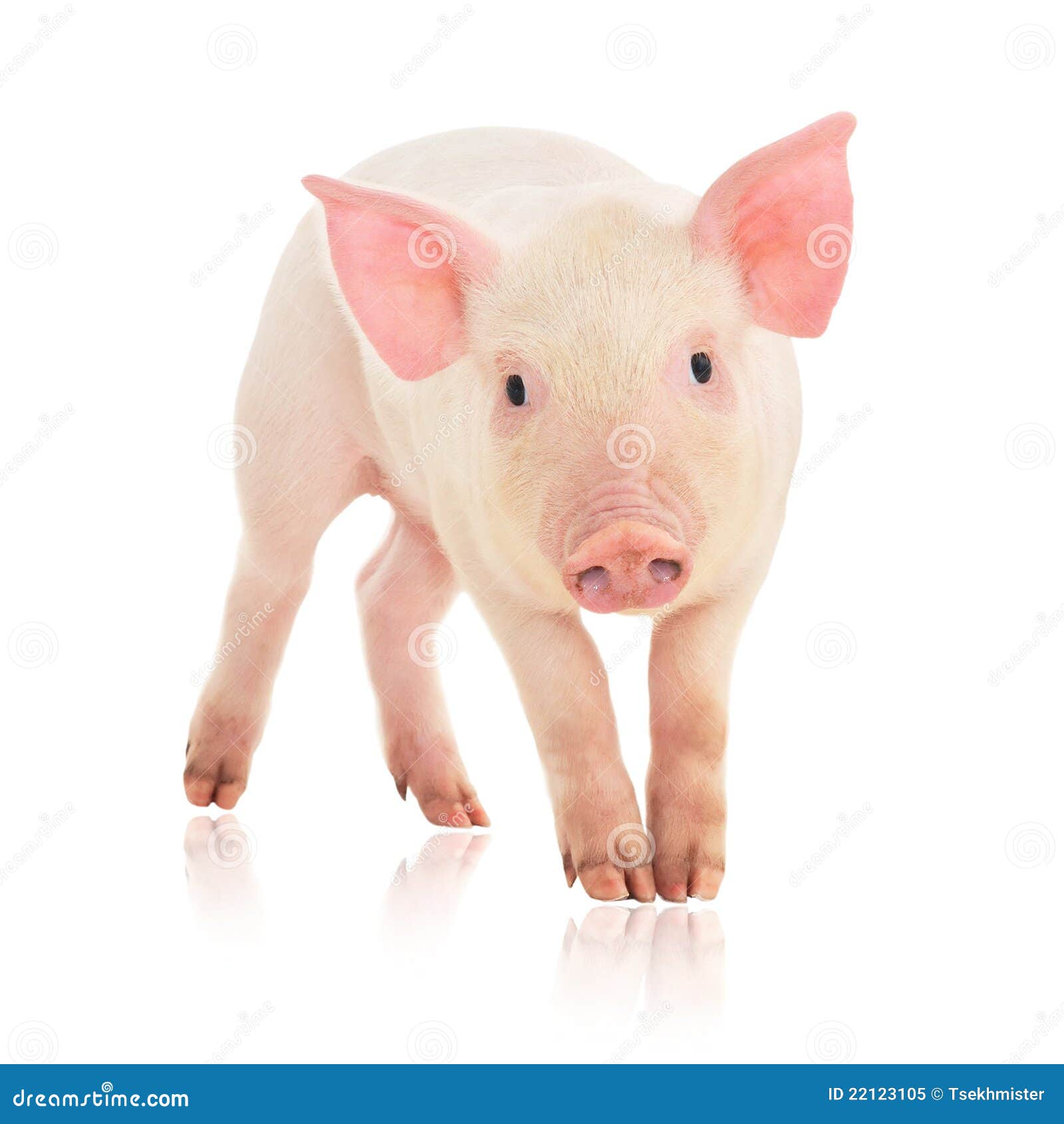Cerdo en blanco imagen de archivo. Imagen de cochinillo - 22123105