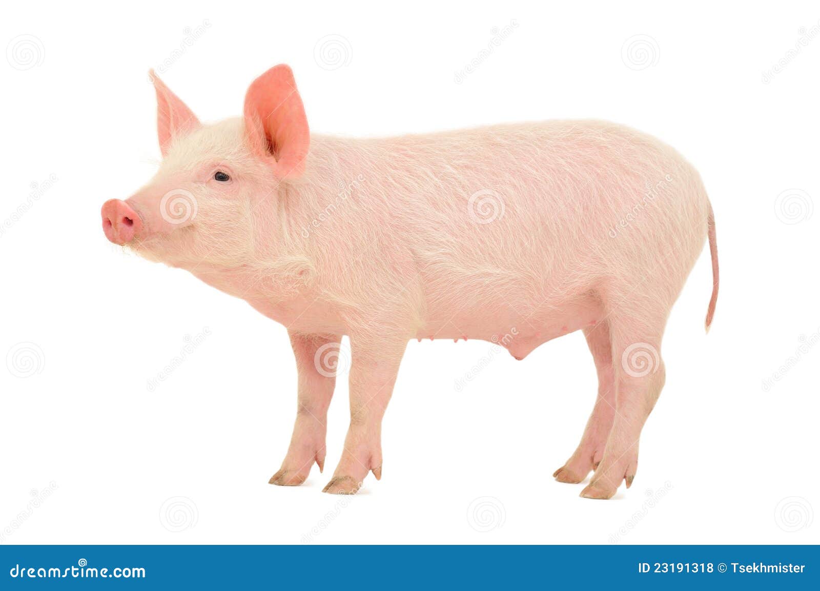 Cerdo en blanco foto de archivo. Imagen de agricultura - 23191318