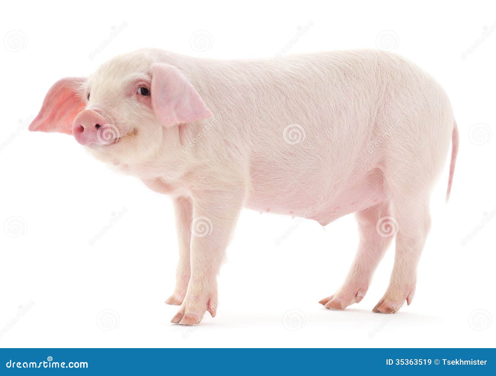 Cerdo en blanco imagen de archivo. Imagen de doméstico - 35363519