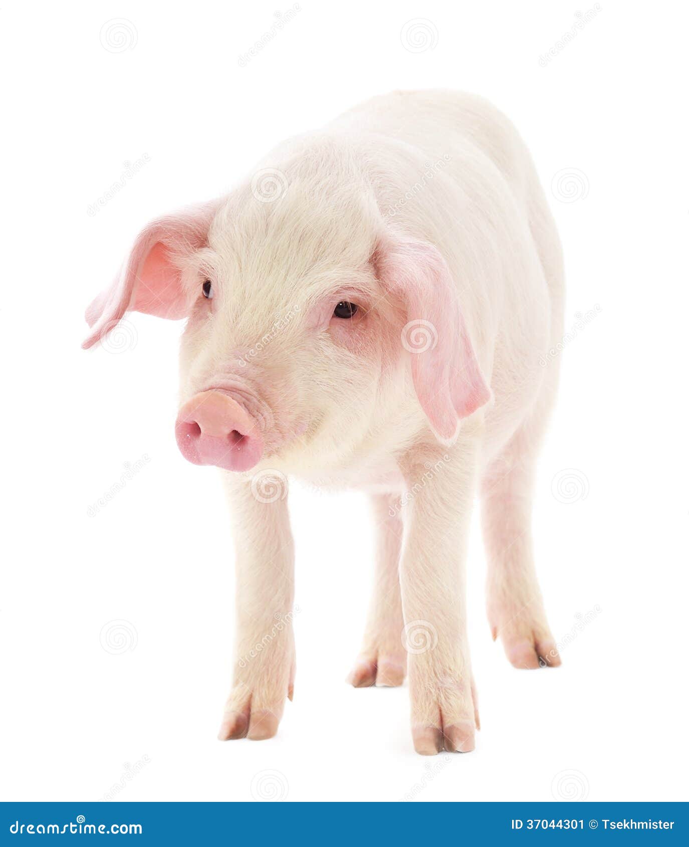 Cerdo en blanco imagen de archivo. Imagen de rosa, cochinillo - 37044301