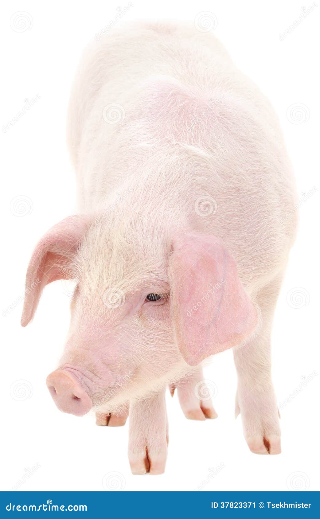 Cerdo en blanco imagen de archivo. Imagen de cochinillo - 37823371