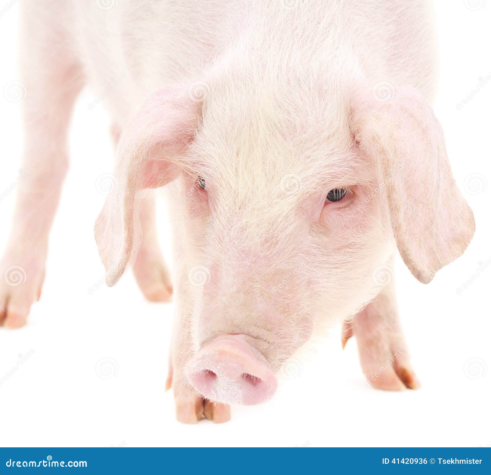 Cerdo en blanco foto de archivo. Imagen de animales, color - 41420936