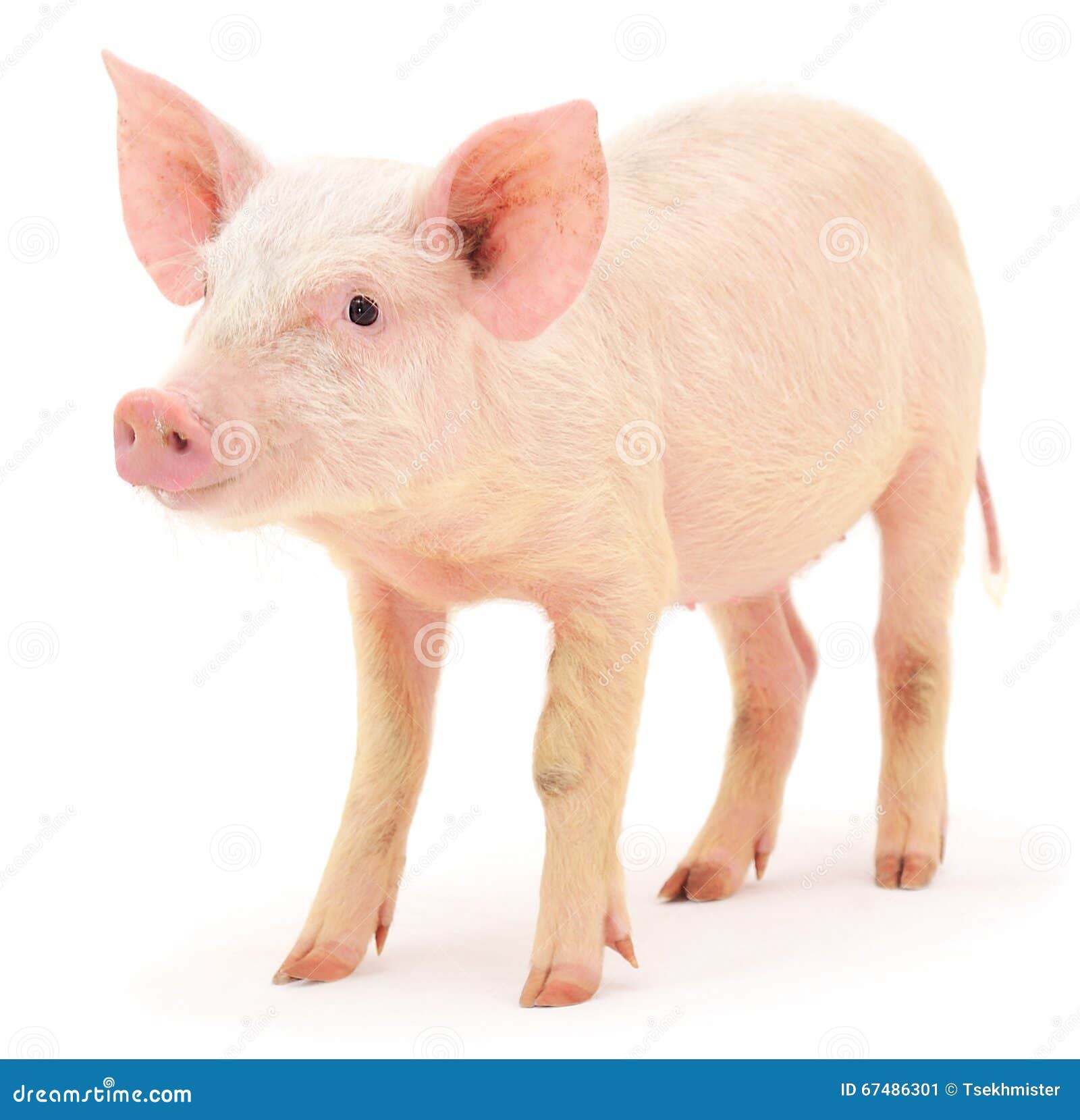 Cerdo en blanco imagen de archivo. Imagen de fango, estudio - 67486301