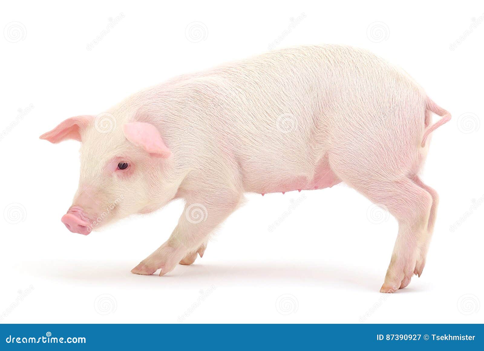 Cerdo en blanco imagen de archivo. Imagen de animales - 87390927